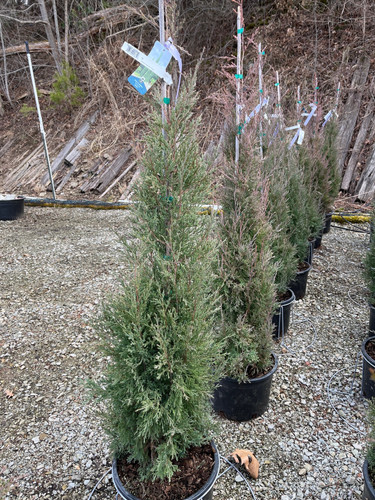 Juniperus virginiana 'Taylor' - Taylor Juniper - Eastern Red Cedar ...