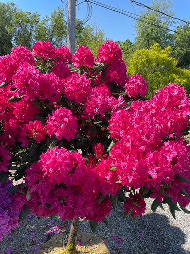 Tree Form Rhododendron Nova Zembla - Rhododendron ‘Nova Zembla’ | Plumline