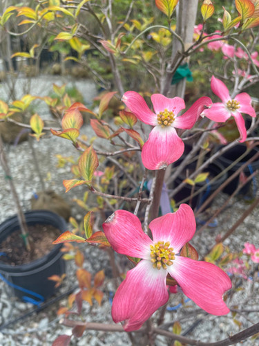 Cornus florida 'Cherokee Sunset' - Cherokee Sunset Dogwood | Plumline