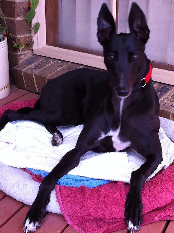 Taking Your New Greyhound Home | Rehomingretiredracer