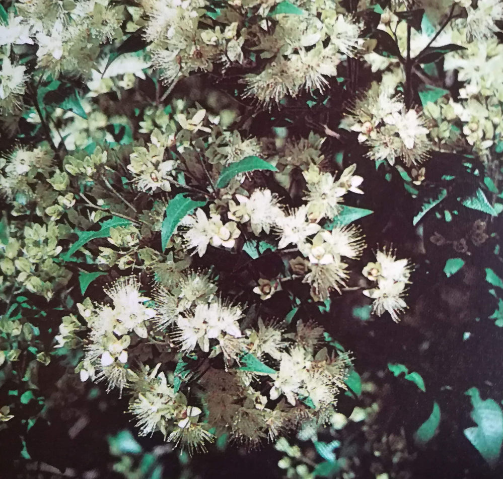 Lemon Myrtle to the Rescue!