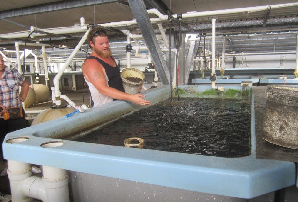 Barramundi Fish Farm