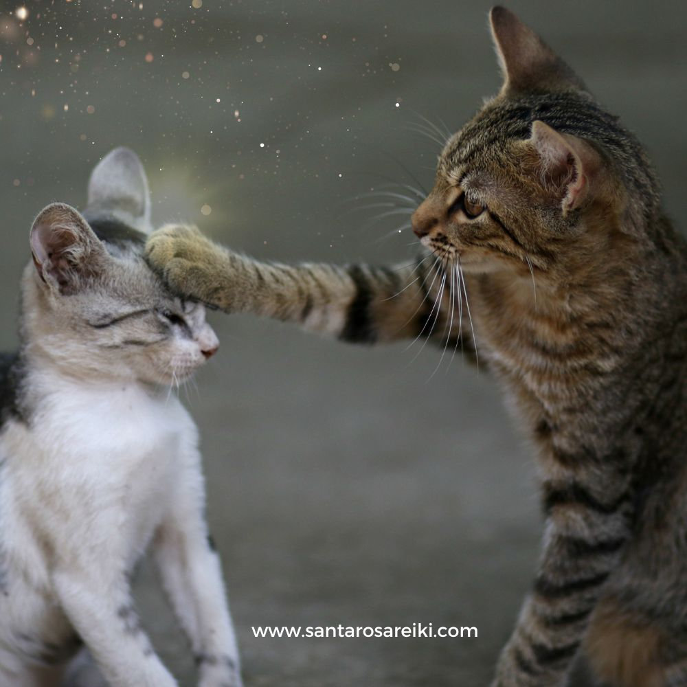 Reiki and Cats