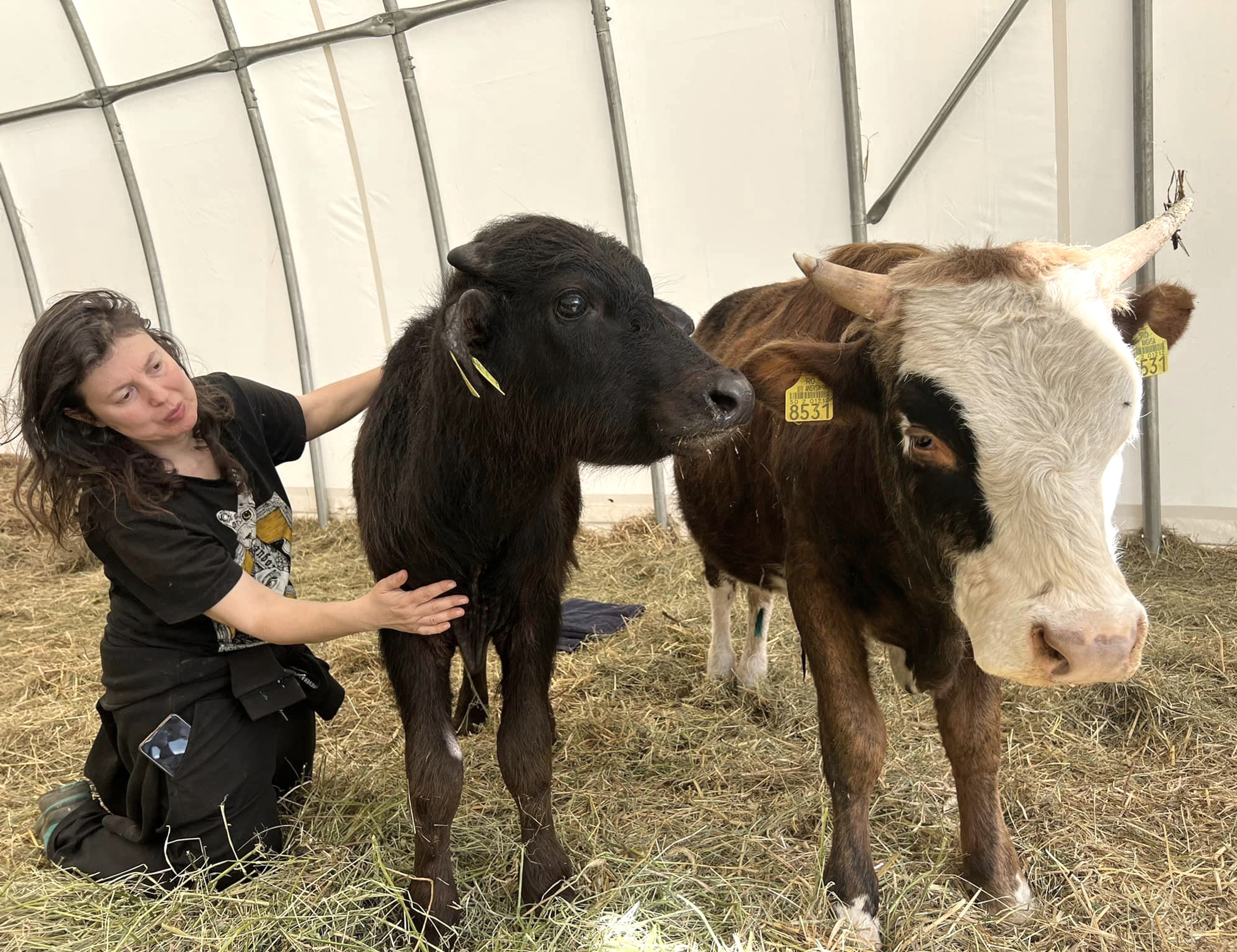 Buni de pus la rană (I)