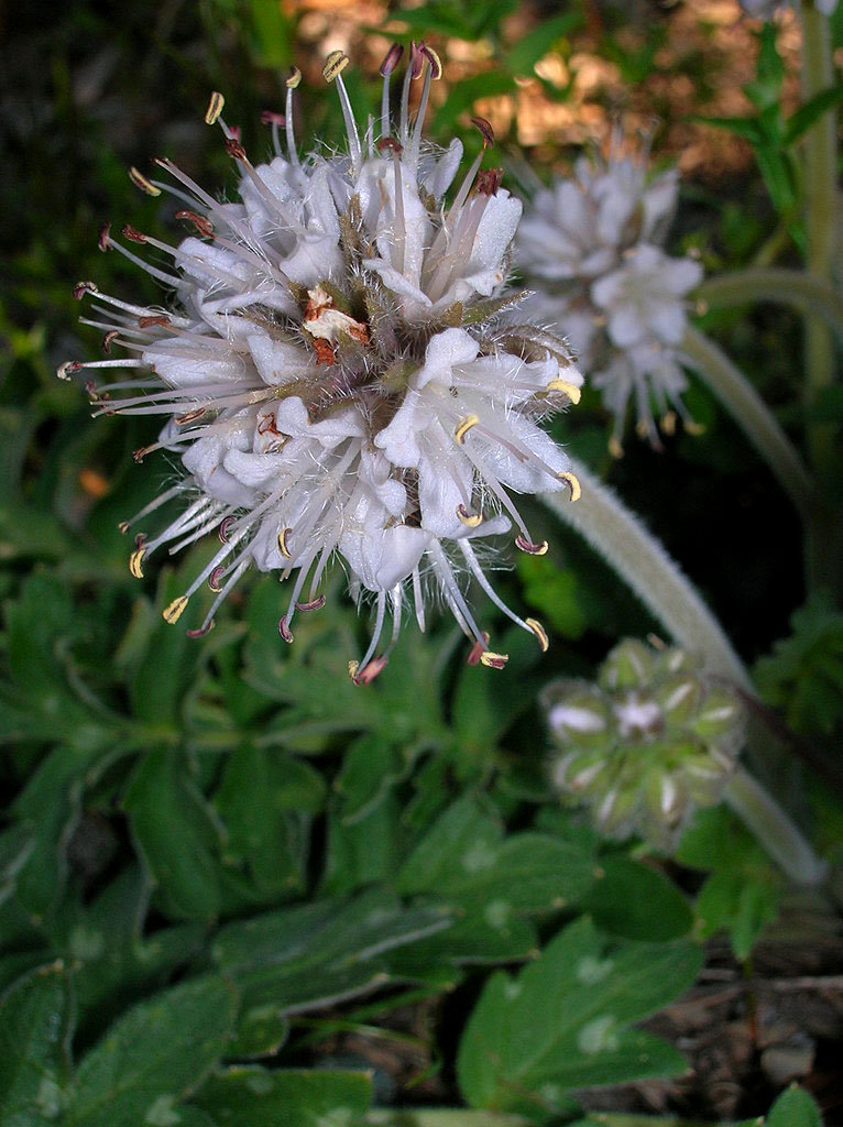 Western Waterleaf Hydrophyllum occidentale