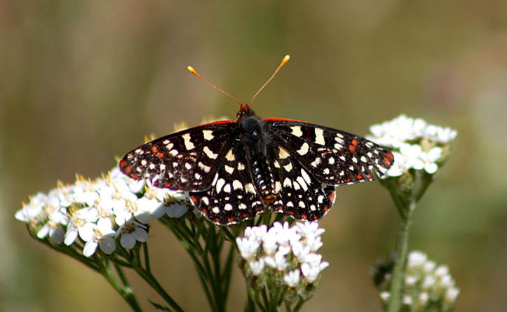 Variable Checkerspot