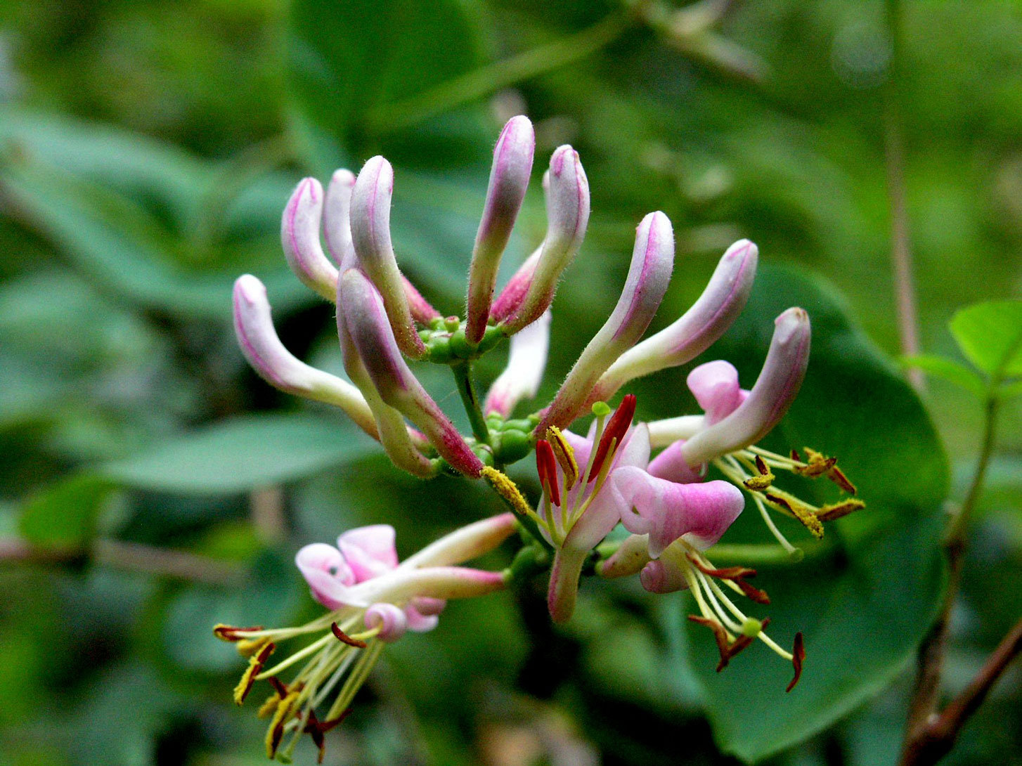 California Honeysuckle Lonicera hispidula