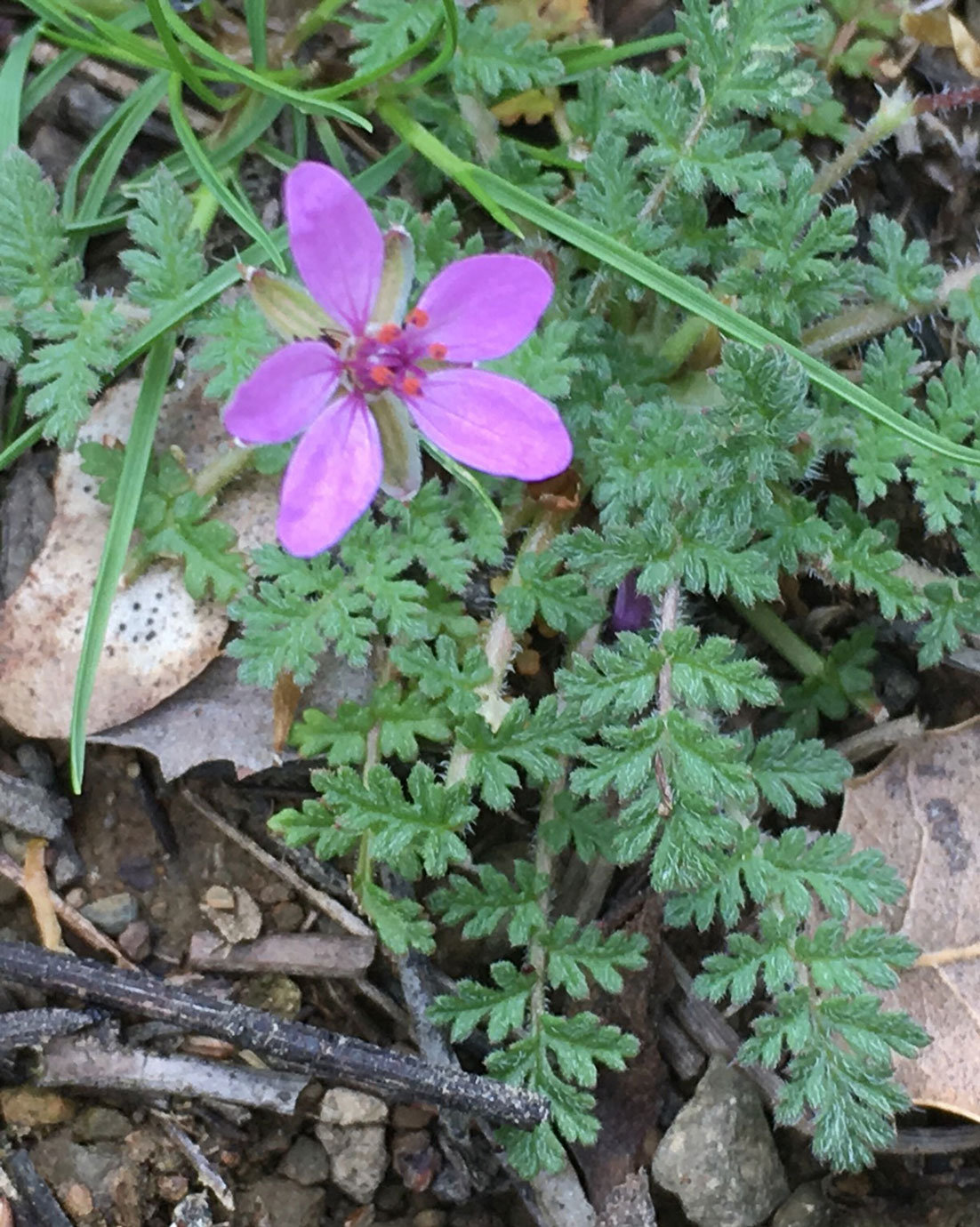 Redstem Filaree Erodium cicutarium