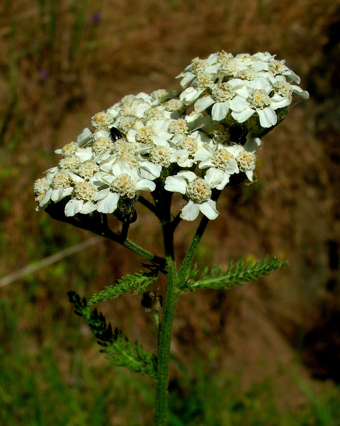 Yarrow Achillea millefolium