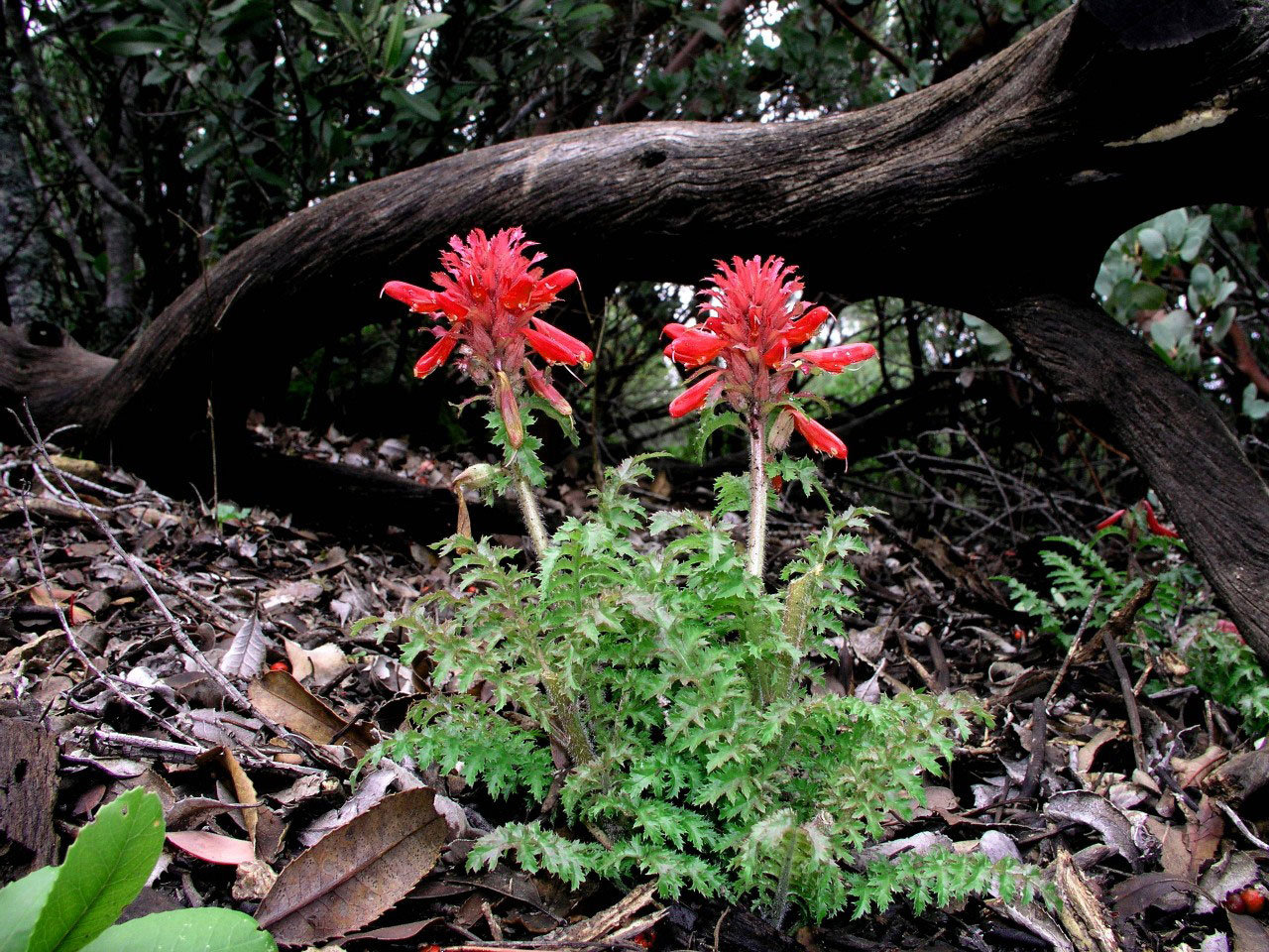 Warrior's Plume Pedicularis densiflora