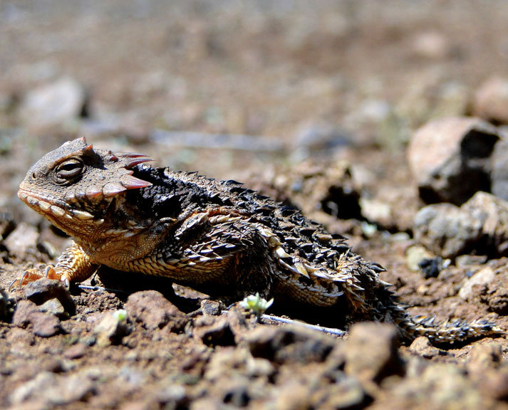 Blainville's Horned Lizard