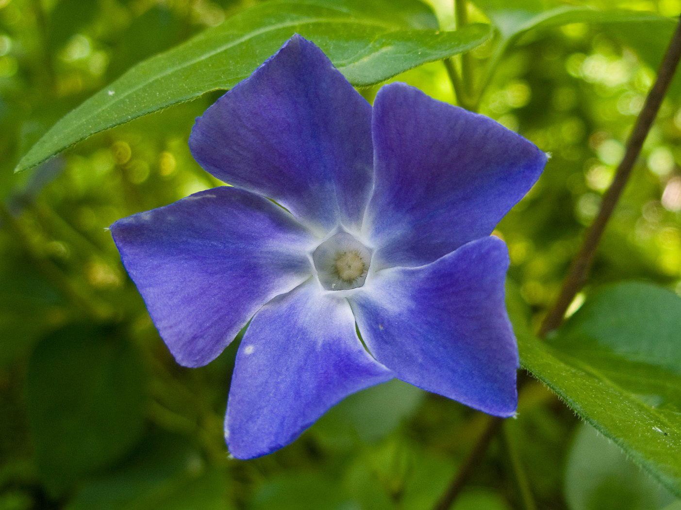 Greater Periwinkle Vinca major