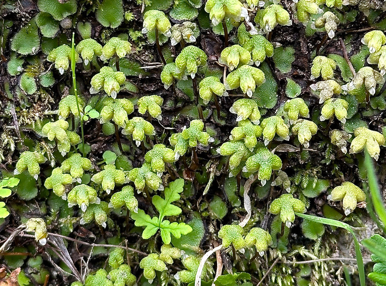 Extant Pre-historic Plants of Mount Diablo | mdia