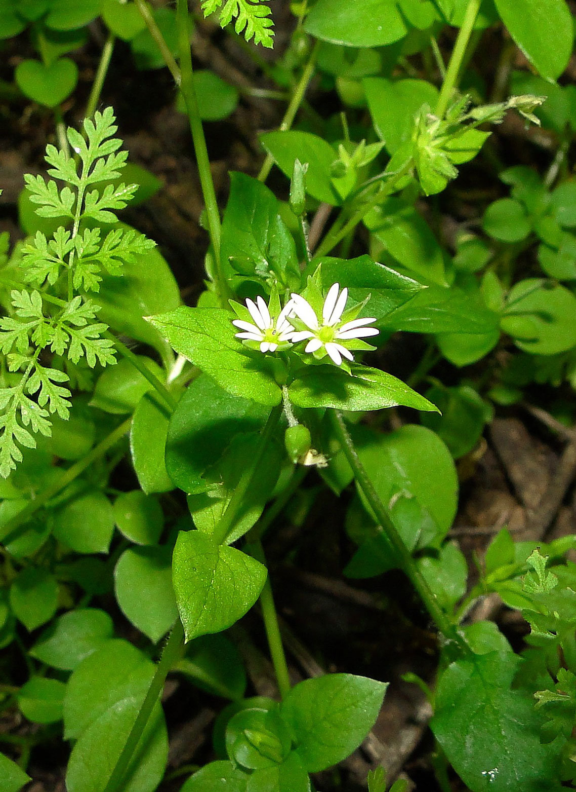 Common Chickweed Stellaria media