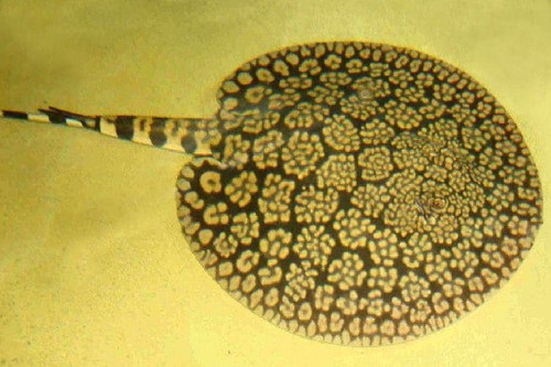Flower Stingray | Nguyenfreshwaterfish
