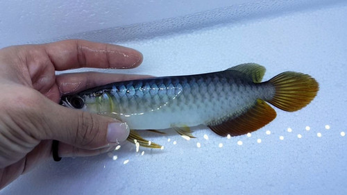Malaysian Golden Blue Base | Nguyenfreshwaterfish