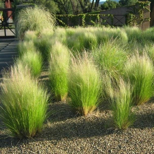Estipa (Stipa) | Agro el Recuerdo