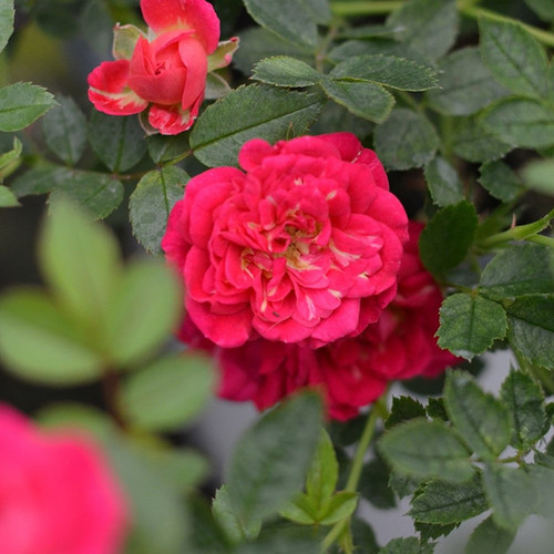 Rosa Red Drift - Rastrera | Agro el Recuerdo