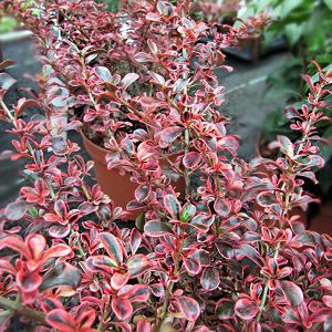 Coprosma Pink | Agro el Recuerdo