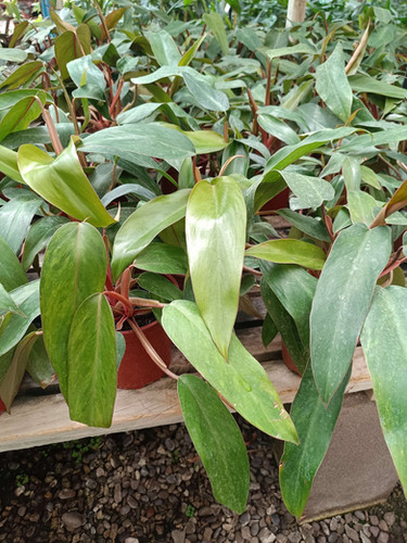 Philodendro Red Emerald | Agro el Recuerdo