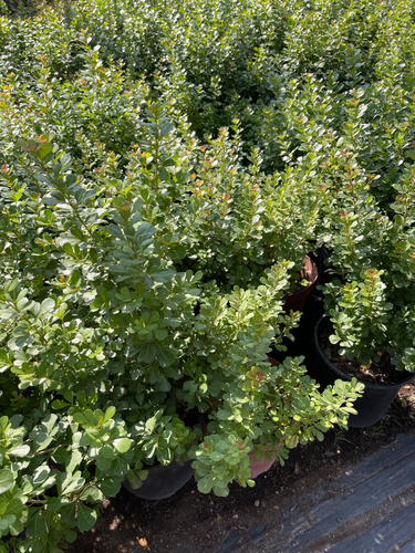 Rhus crenata | Agro el Recuerdo