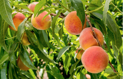 Durazno Conservero Dr Davis | Agro el Recuerdo