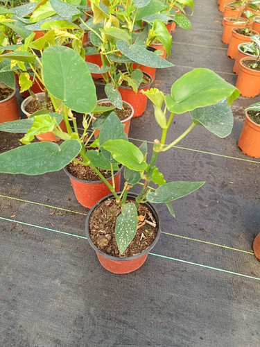 Begonia Corazón de María | Agro el Recuerdo