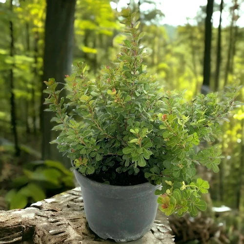 Rhus crenata | Agro el Recuerdo