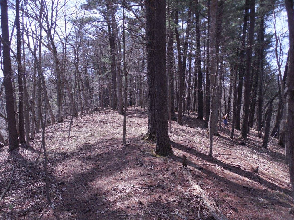 The Why of Iowa's White Pines