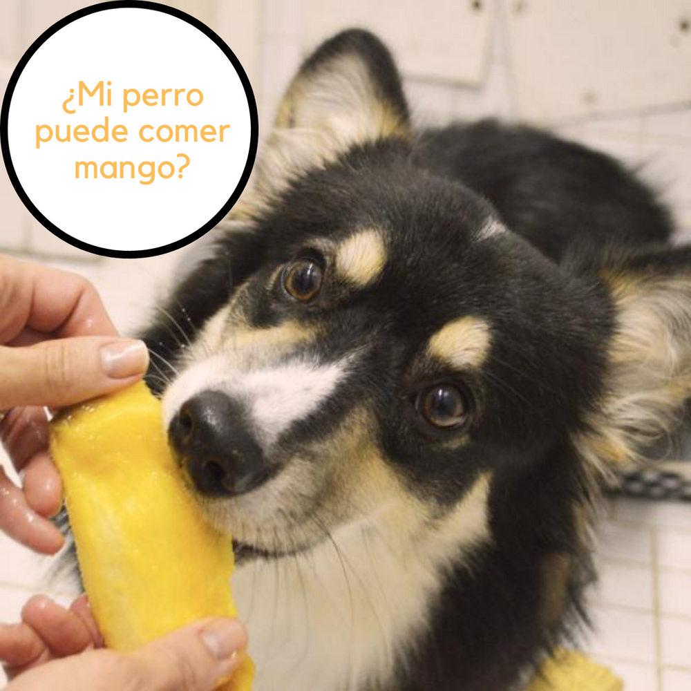 ¿Mi perro puede comer Mango?