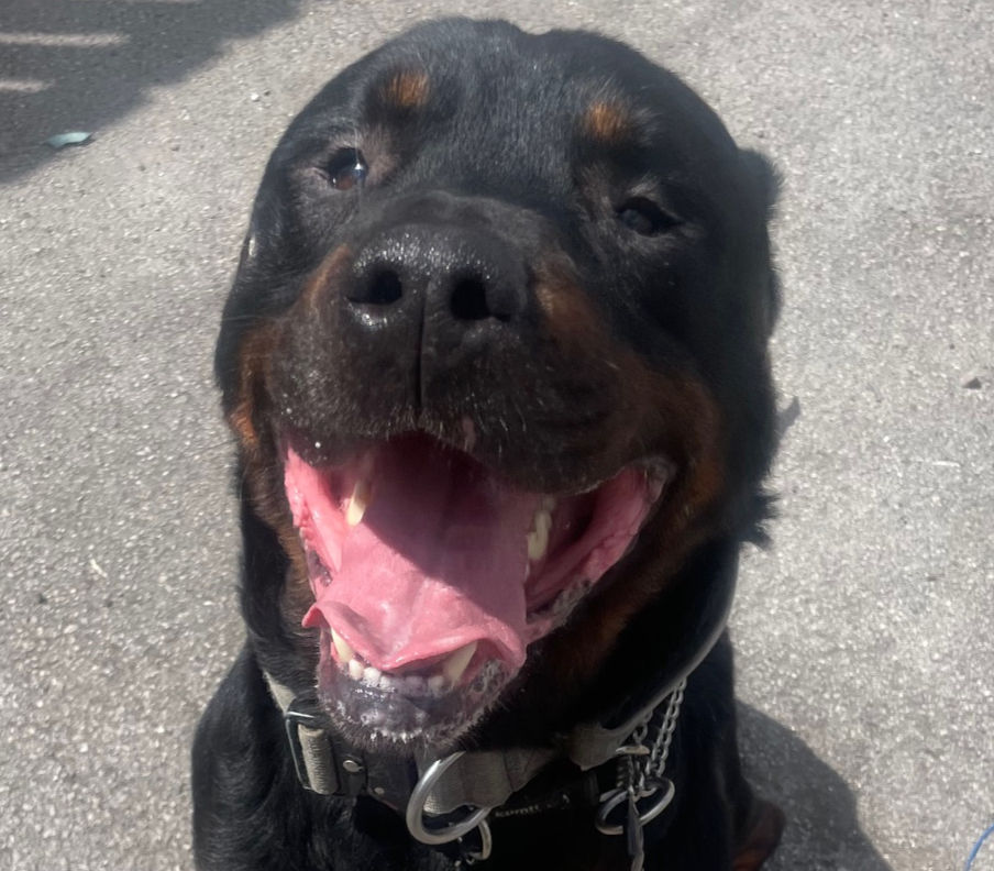 Adoptions | Good Life Dog Rescue