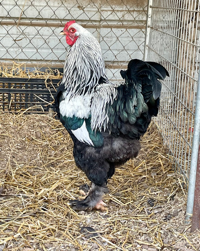 Assorted Brahma Dozen | Cottonwoodridgefarm.