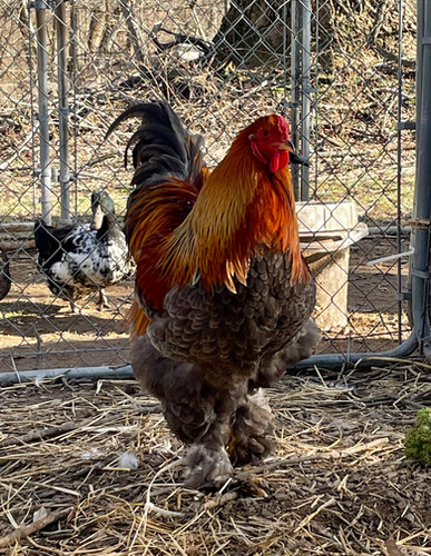 Blue/ Gold/ Splash Partridge Brahma | Cottonwoodridgefarm.
