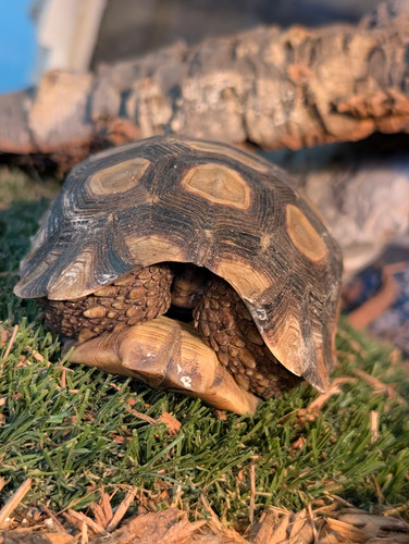 Hinge Back Tortoise | Exotic Pet Reptiles