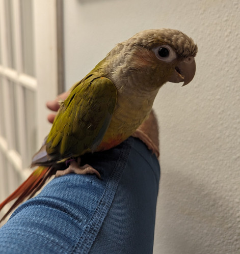 Cinnamon - Green Cheek Conure | Exotic Pet Birds