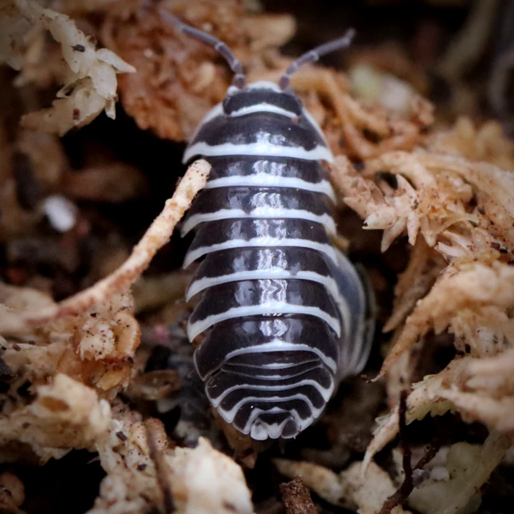 Invertebrate | Exotic Pet Reptiles