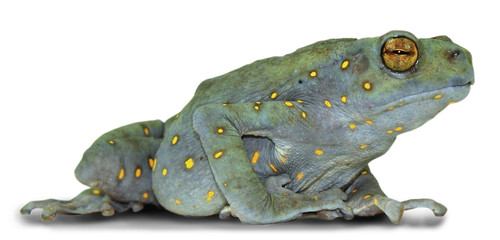 Yellow-Spotted Climbing Toad | Exotic Pet Reptiles