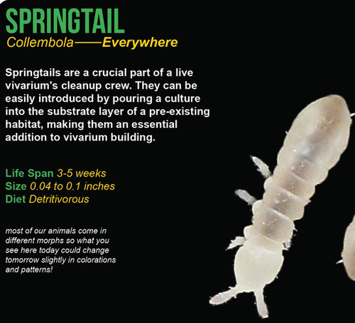 Spring tail culture | Exotic Pet Reptiles