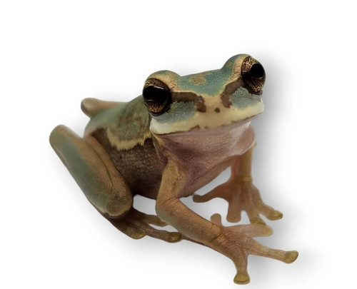 Masked Tree Frog | Exotic Pet Reptiles