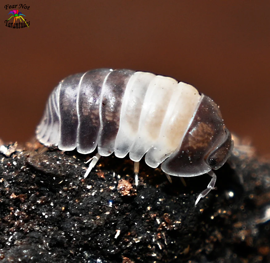 Invertebrate | Exotic Pet Reptiles