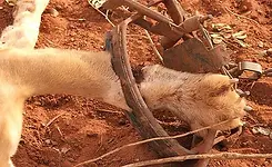 DINGO MANAGEMENT IN QLD | Dingo Culture
