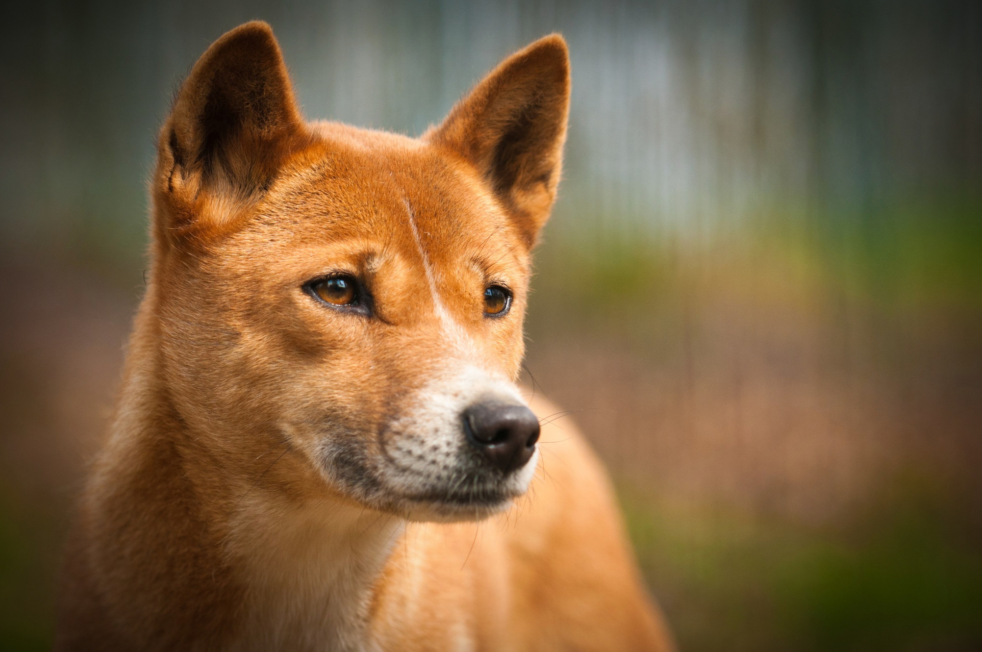Aboriginal Voice | Dingo Culture