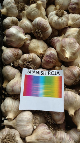 Spanish Roja, Seed Stock | Krebs Pleasant View