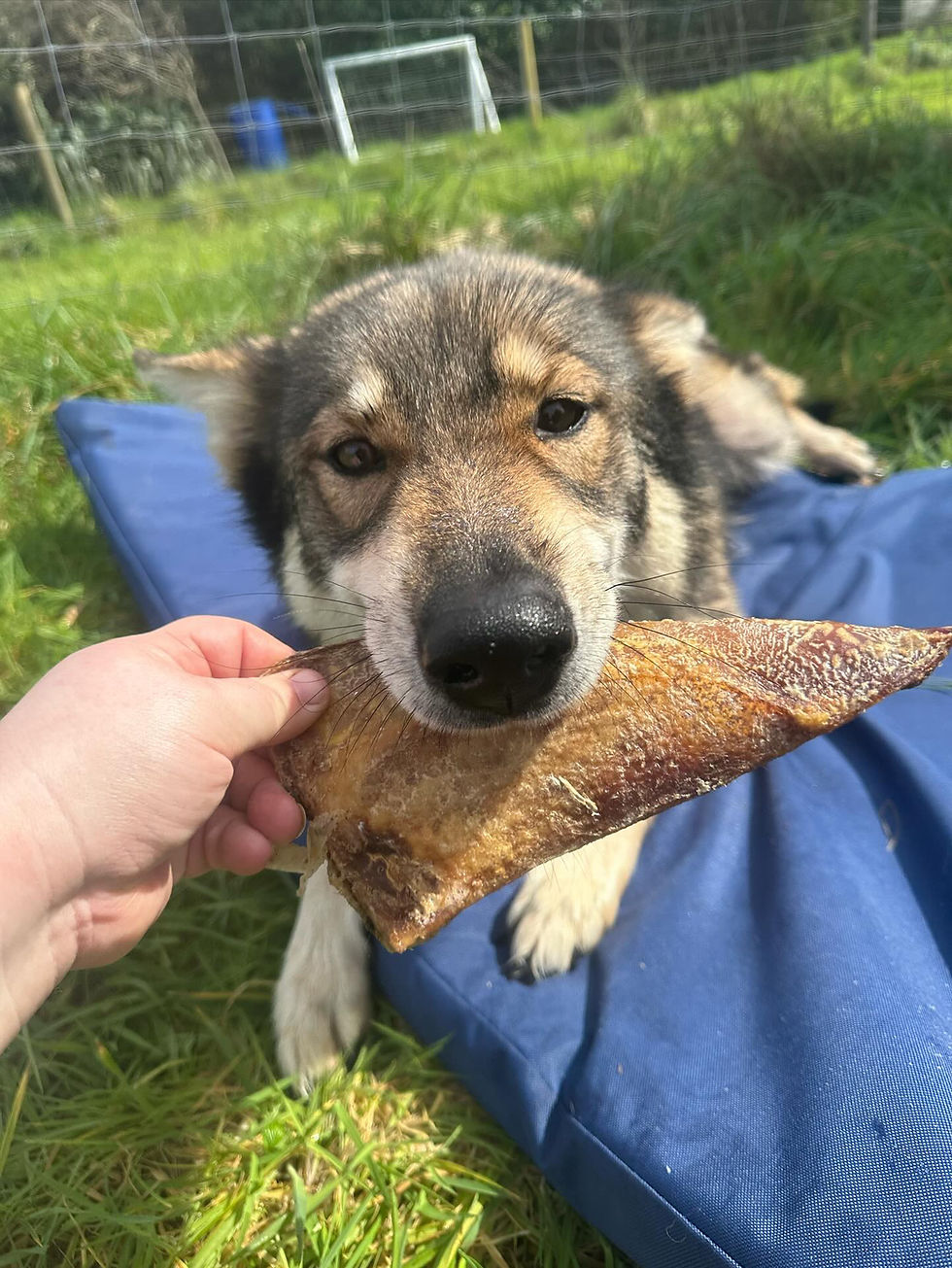 Beef Cartilage (Moon Bone) | My hound and I