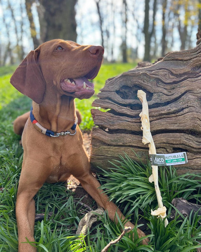 Giant Lamb Stick | My hound and I