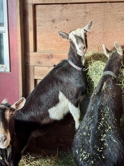 Unintended Consequences: The Tale of Picking up One Sweet Sable Goat ...
