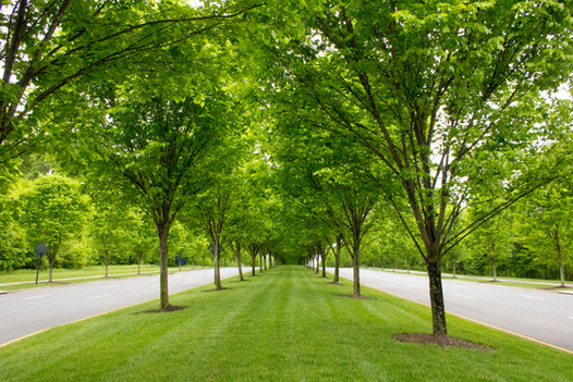 Home | Meridian Landscaping