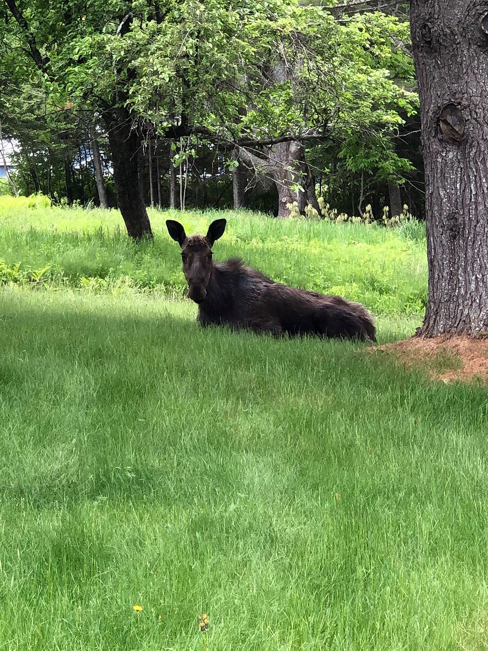 Moose Spotting: Best Locations for Moose Sightings in Maine’s Moosehead ...