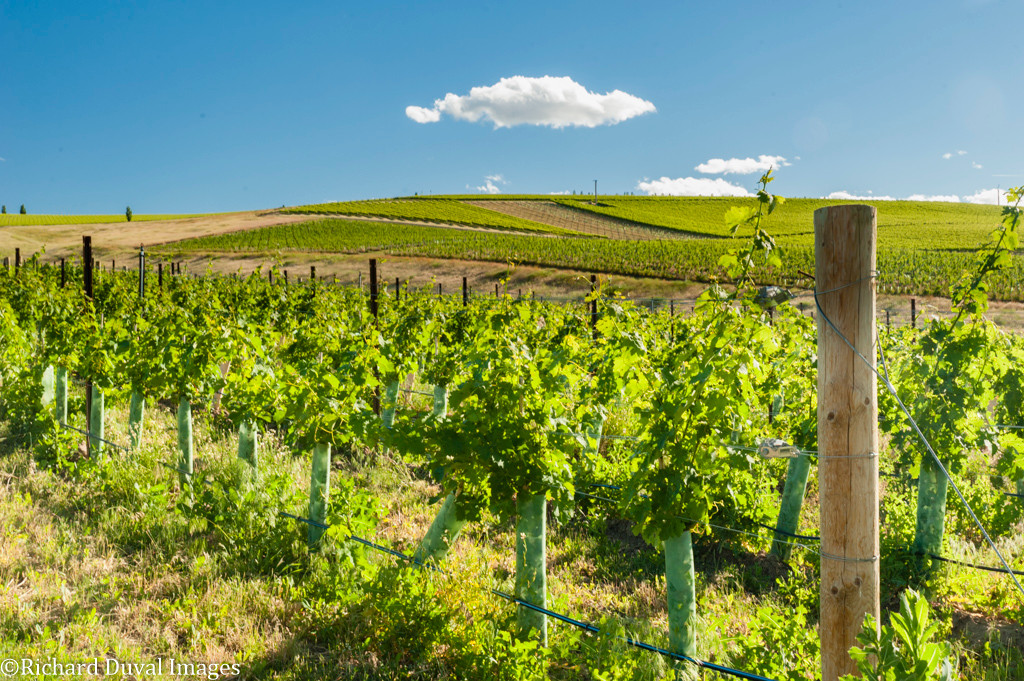 V2 VINEYARD | Metis