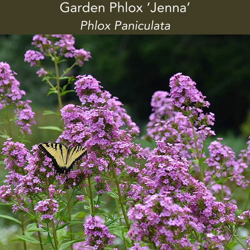 Garden Phlox 'Jenna'- 1+ Gallon Size | Izzy's Native Plants